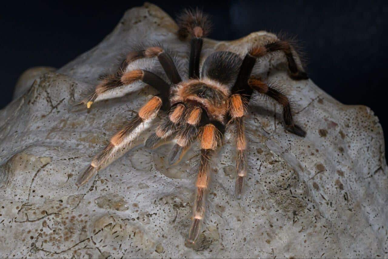 Understanding the Three States of Matter – Solid, Liquid and Gas - WildSci